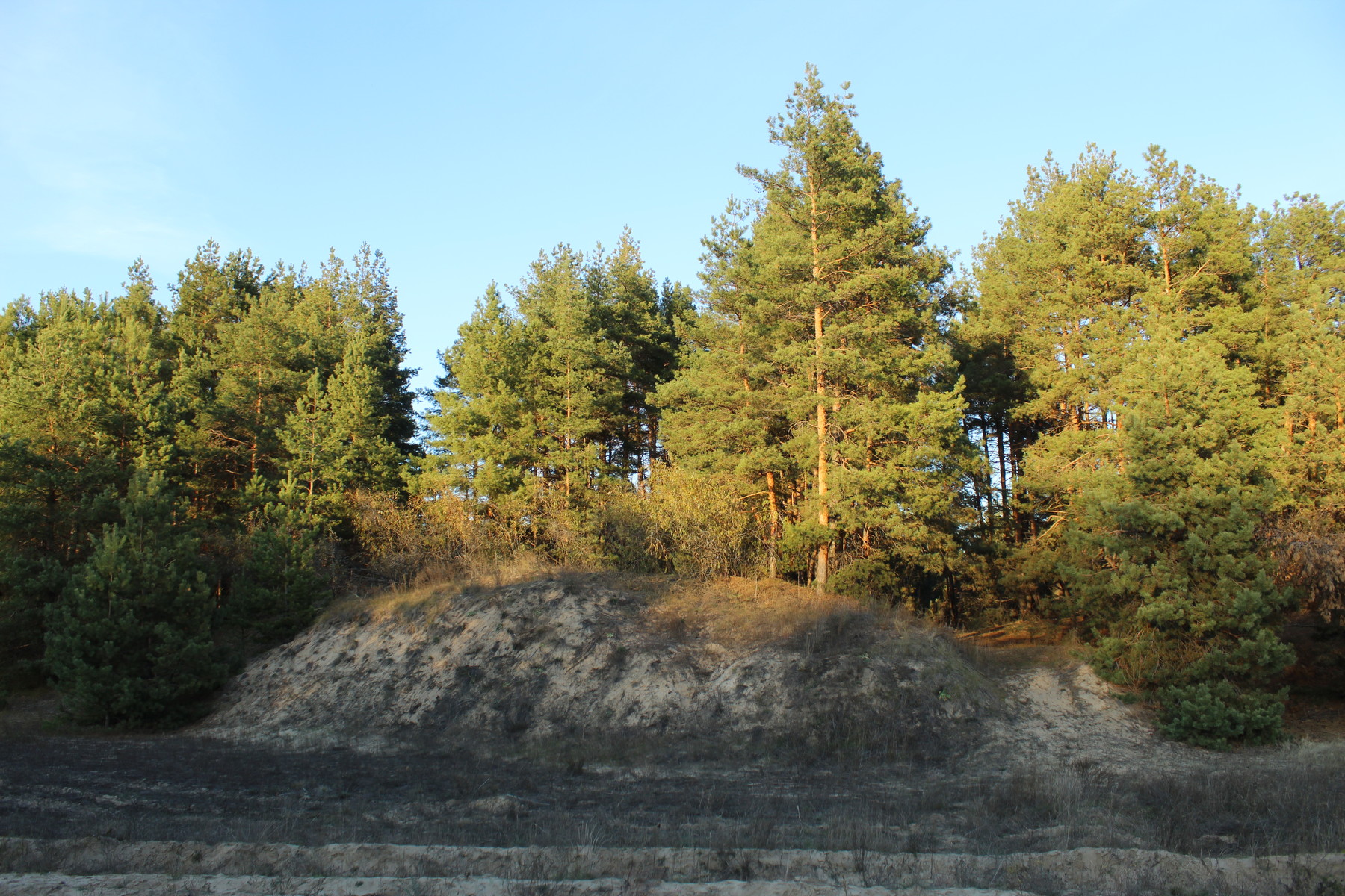 ArtStation - Pine Forest Pack | Resources