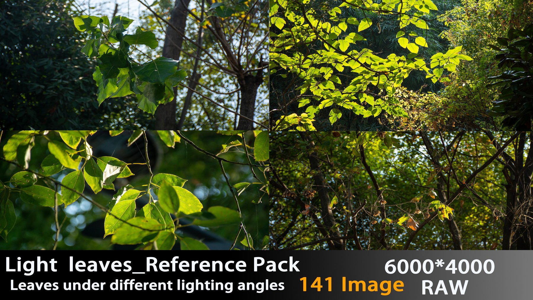ArtStation - Light leaves_01_Reference Pack | Resources