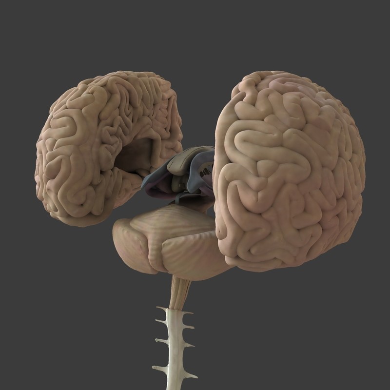 ArtStation - Maya Brain | Resources