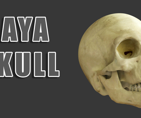 ArtStation - Maya Skull | Resources