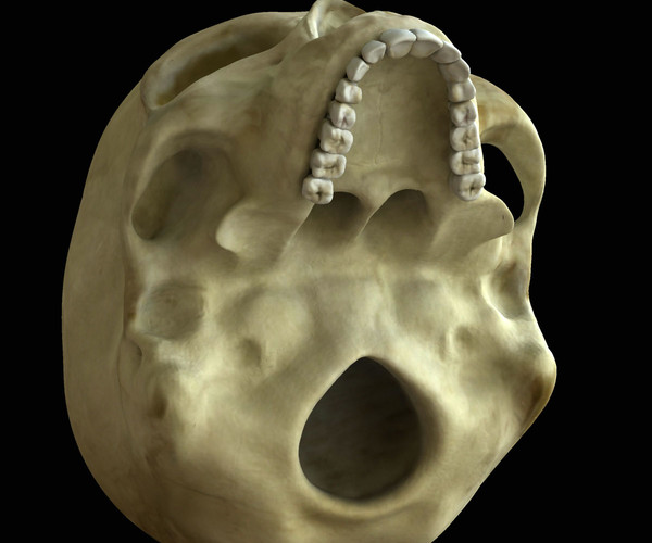 ArtStation - Maya Skull | Resources