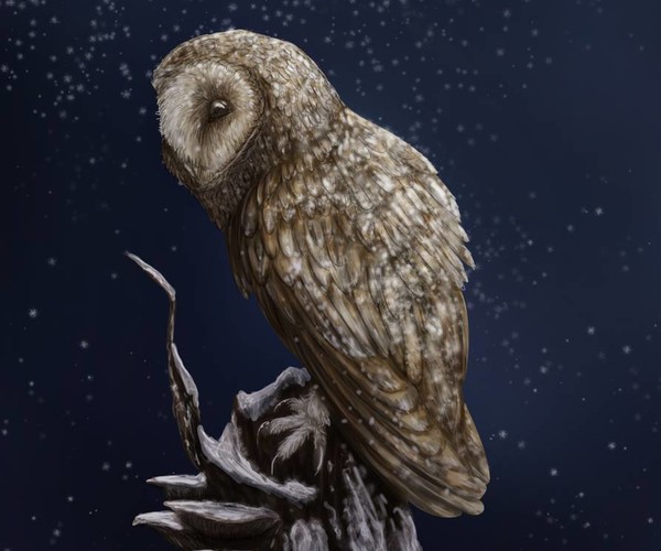 ArtStation - Winter barn owl | Artworks