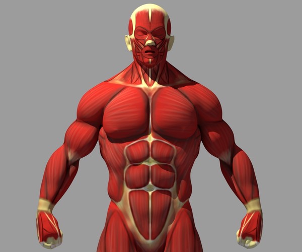 ArtStation - Muscle Reference | Resources