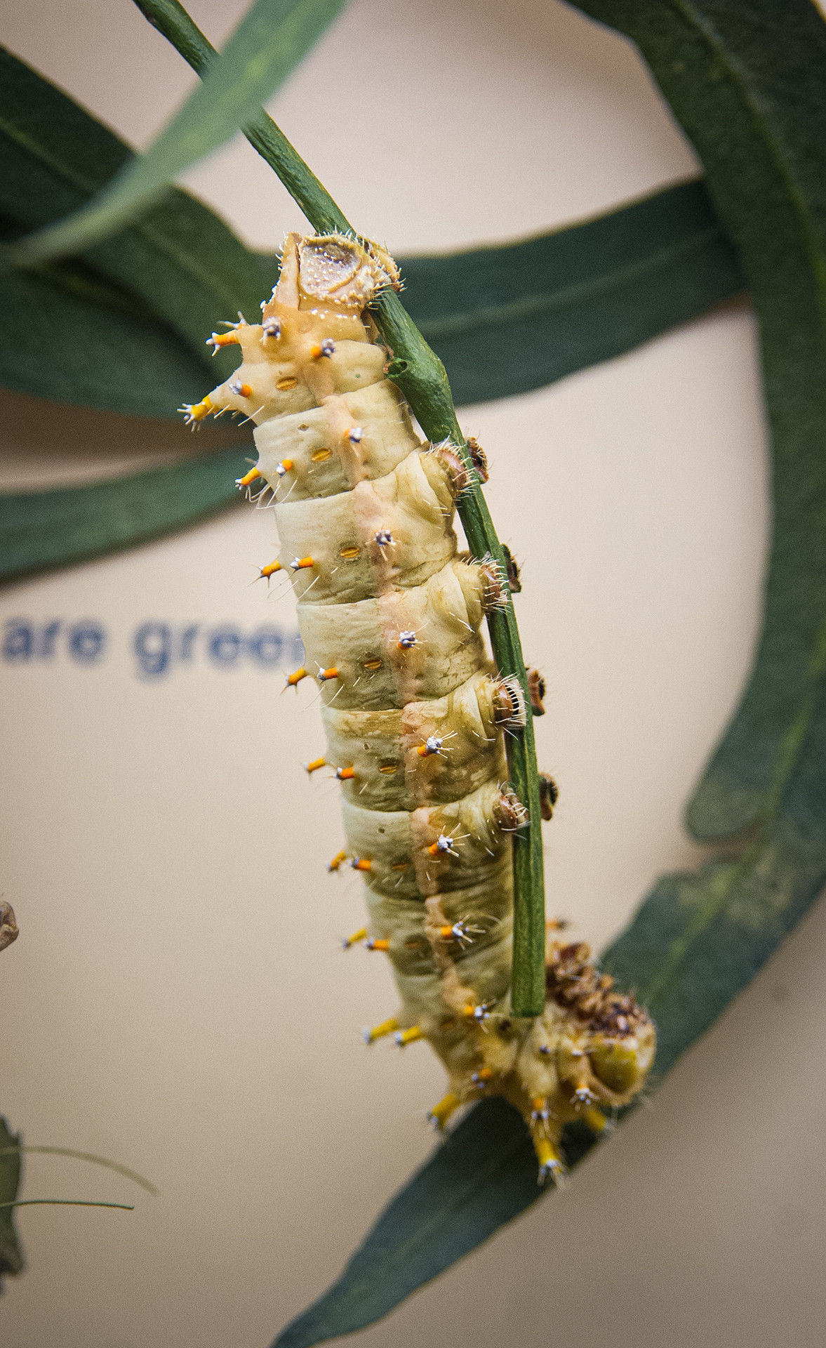 ArtStation - Museum Bones & Insects Reference Pack | Resources