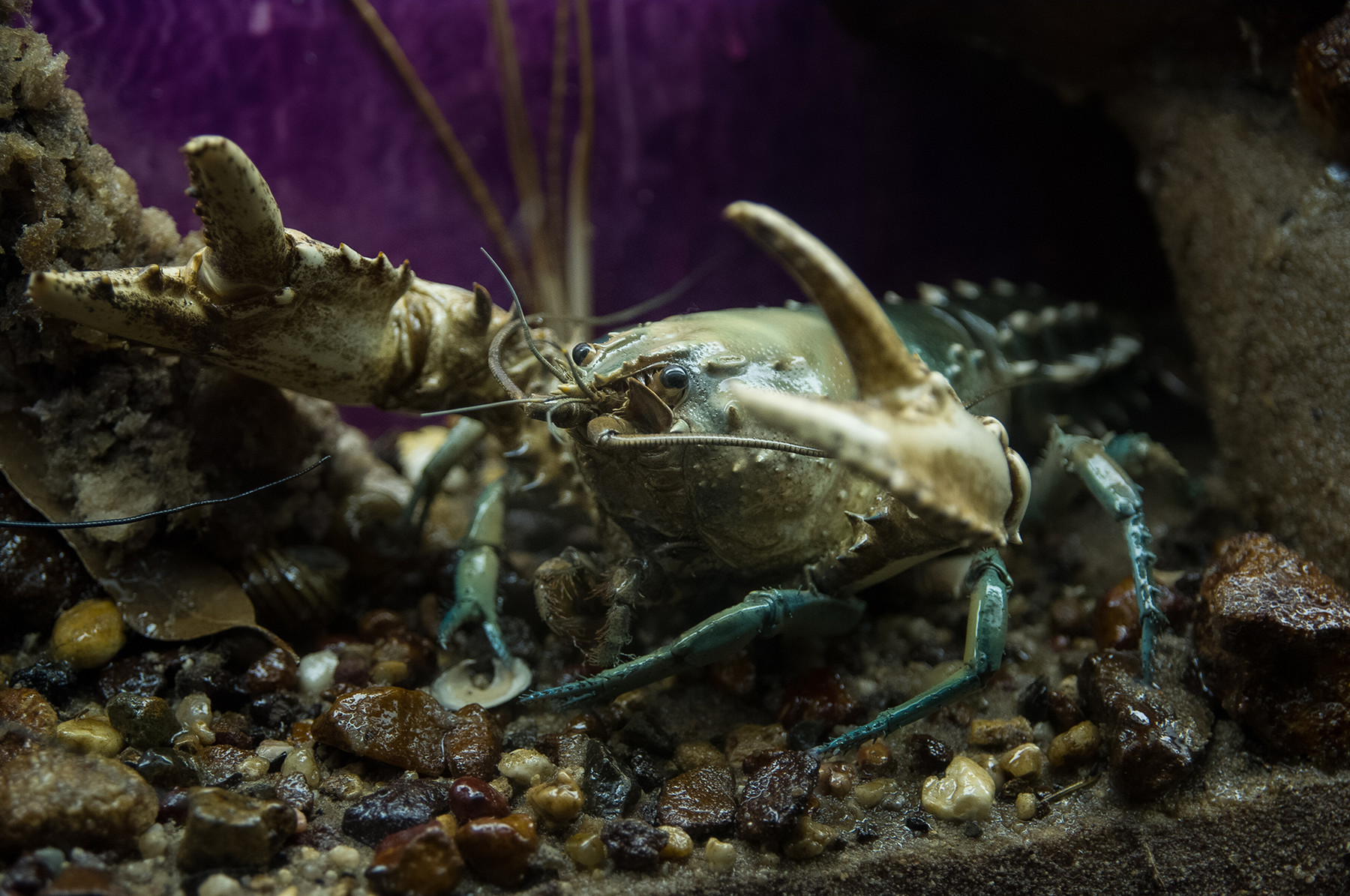 ArtStation - Museum Bones & Insects Reference Pack | Resources