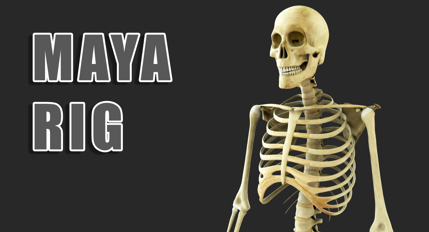 ArtStation - Maya Rigged Skeleton | Resources
