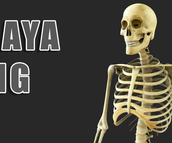 ArtStation - Maya Rigged Skeleton | Resources