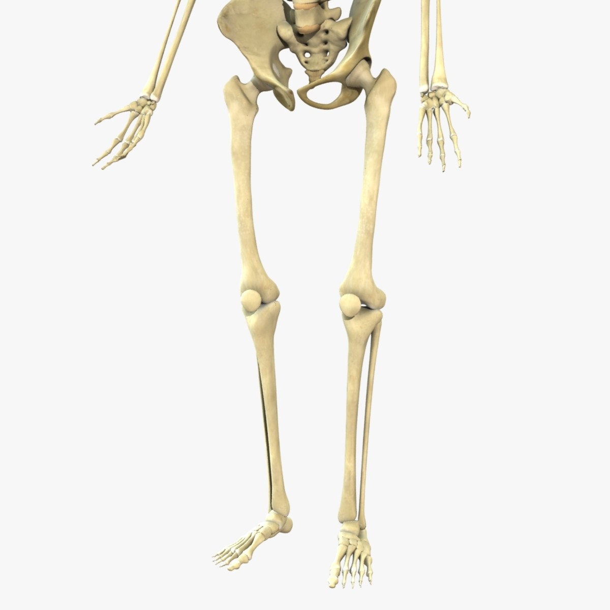 ArtStation - Maya Rigged Skeleton | Resources