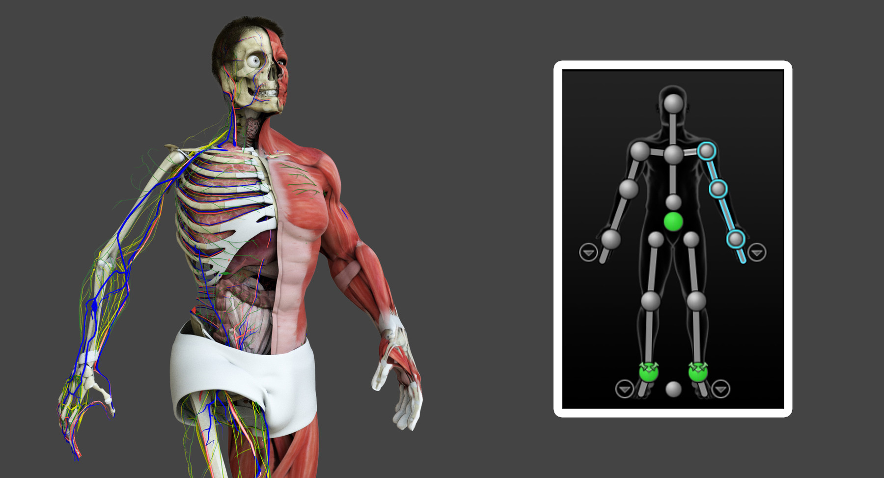 David Bittorf School - Motion Capture Male Anatomy