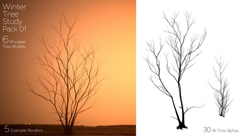 ArtStation - Winter Tree Study Pack | Resources