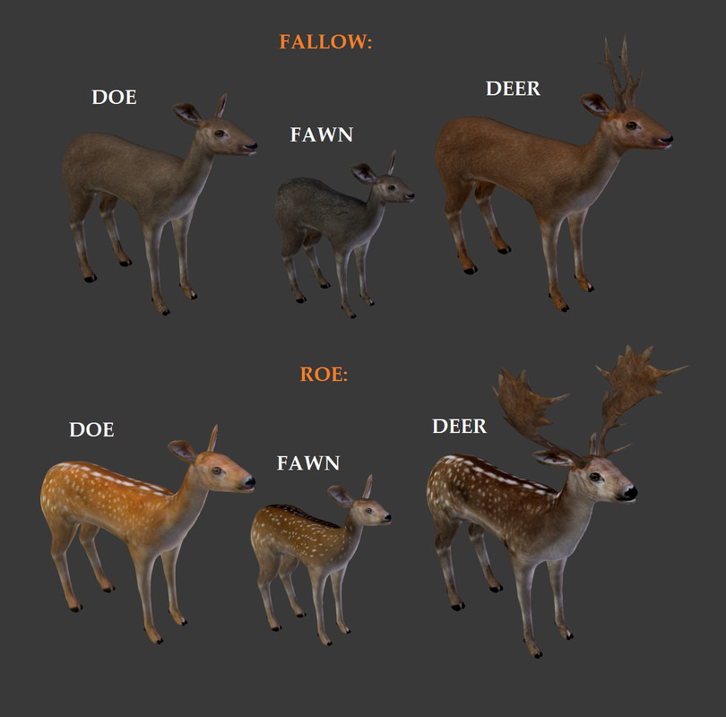 ArtStation - Deer Collection | Resources