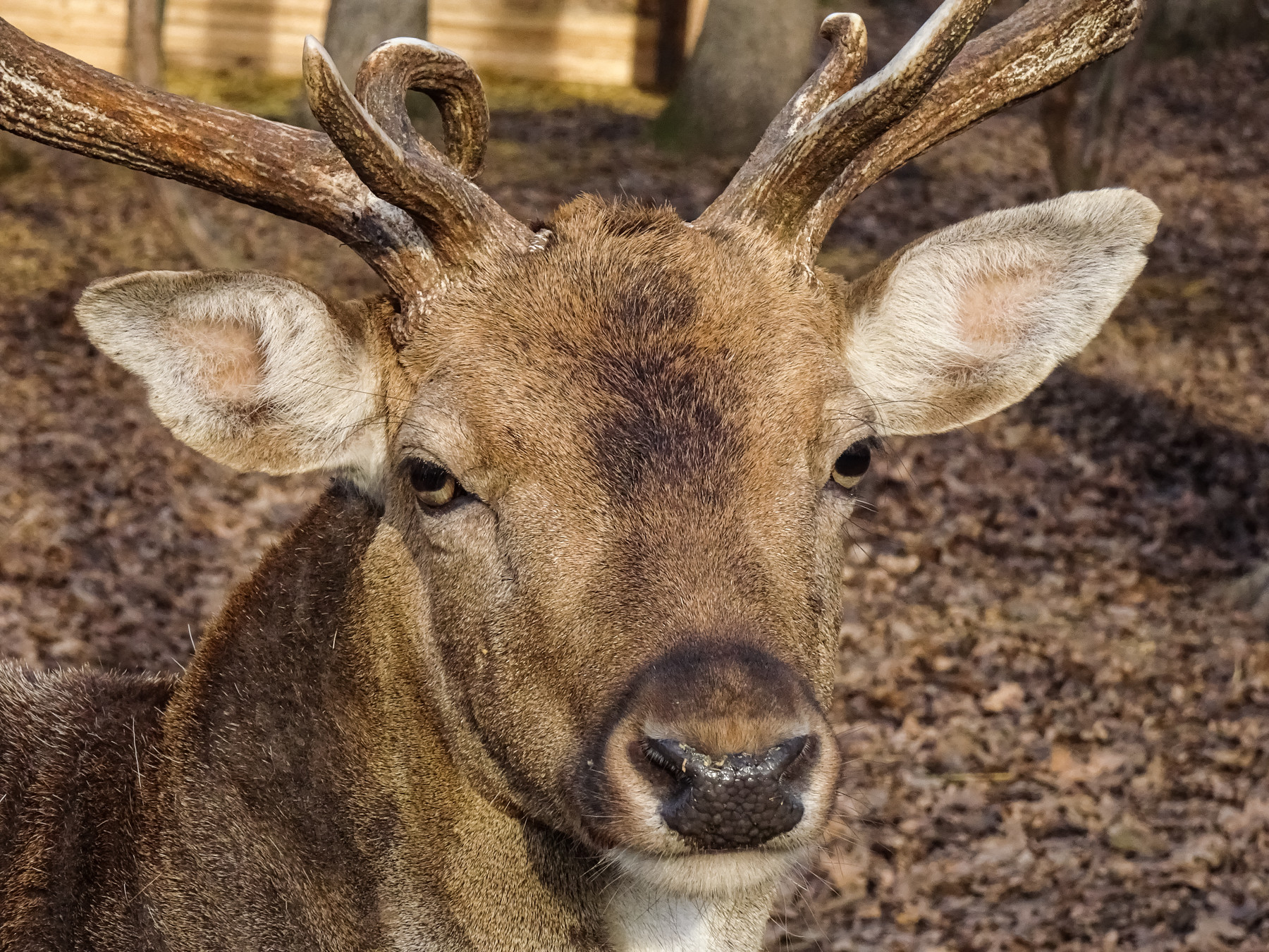 ArtStation - Deer, Stag, Doe Reference Photos | Resources