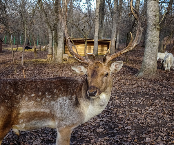 ArtStation - Deer, Stag, Doe Reference Photos | Resources