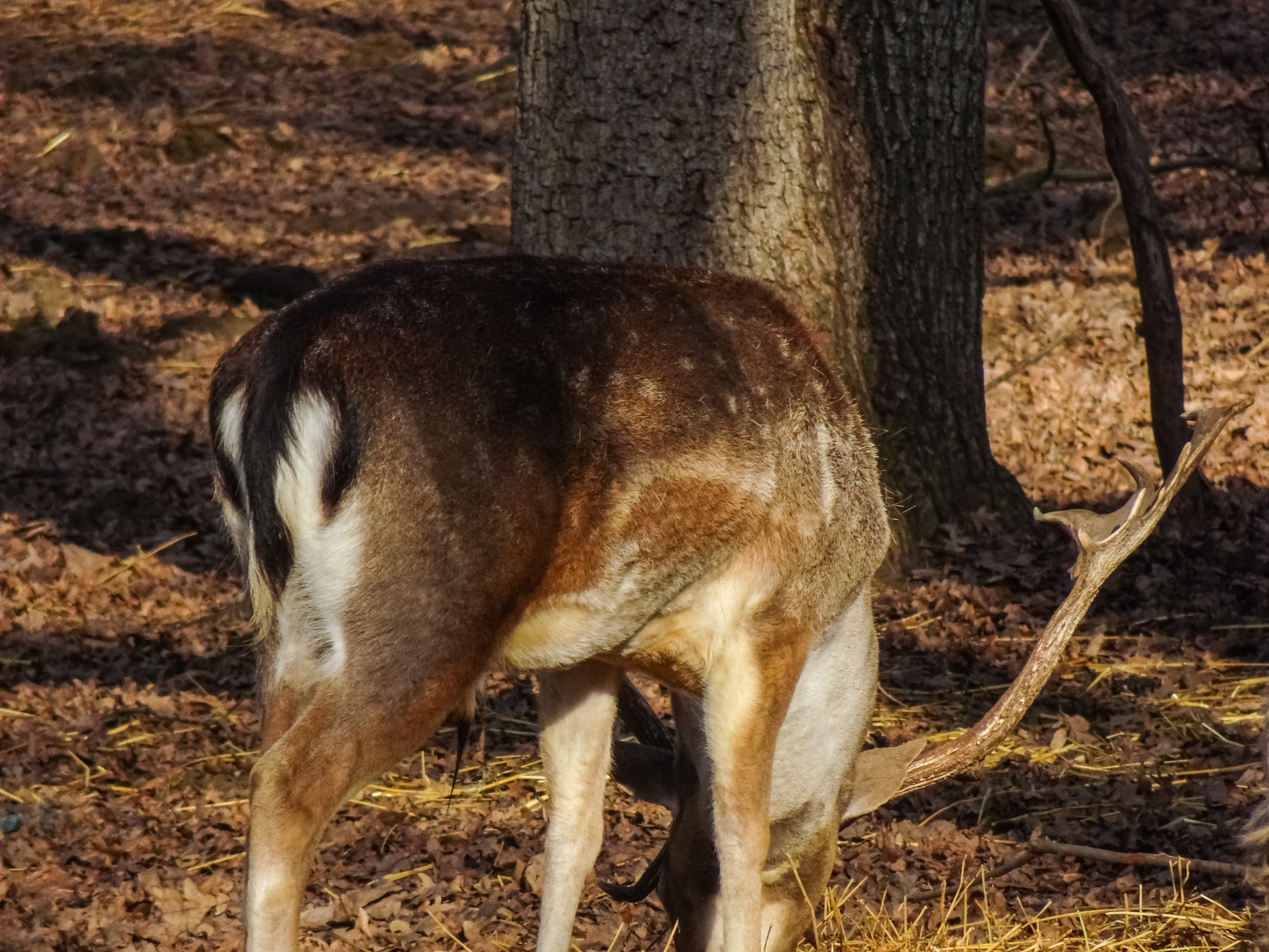 ArtStation - Deer, Stag, Doe Reference Photos | Resources