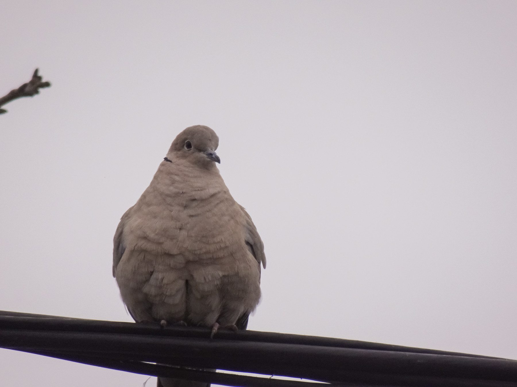 ArtStation - Birds Reference Pack | Resources