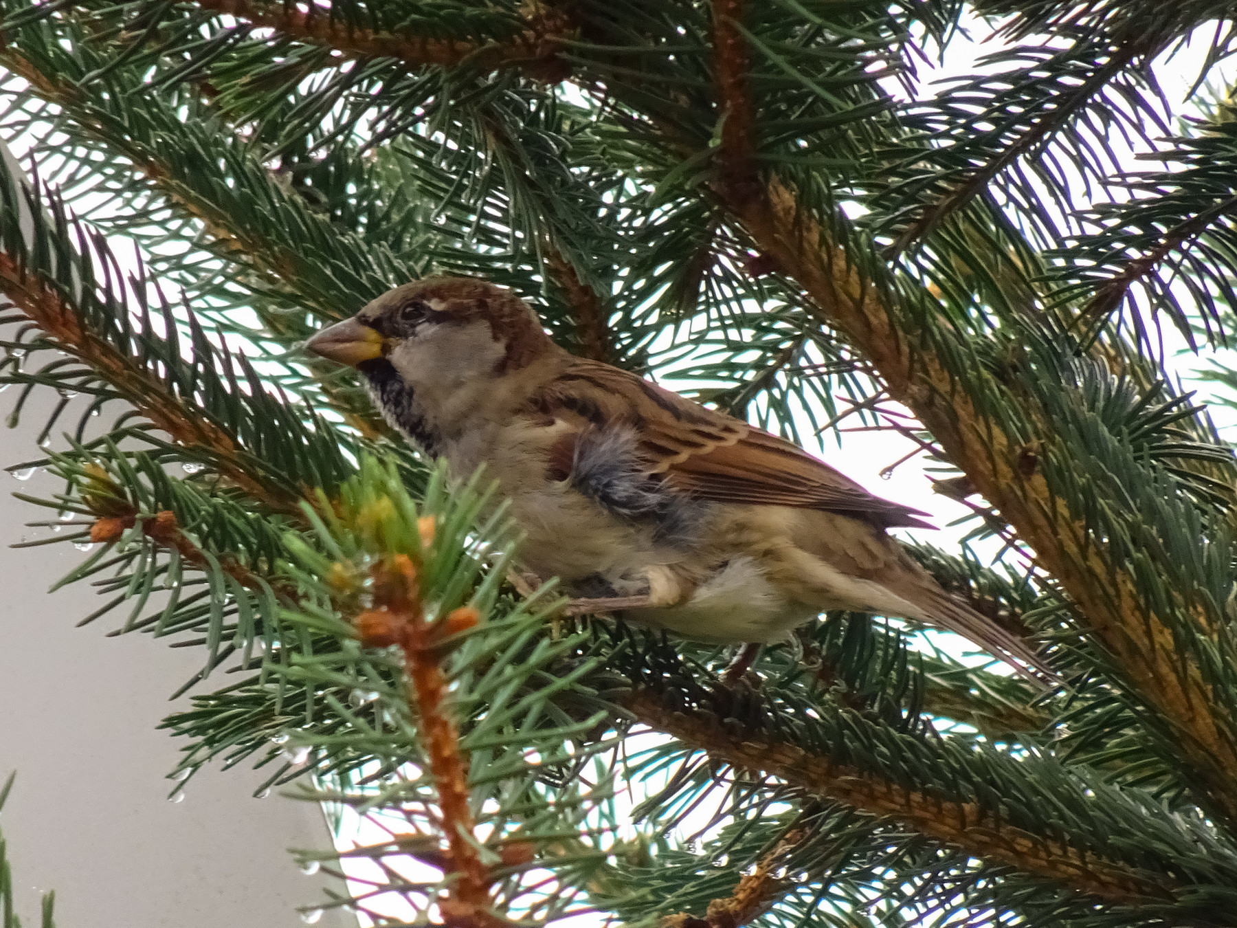 ArtStation - Birds Reference Pack | Resources