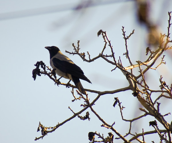 ArtStation - Birds Reference Pack | Resources