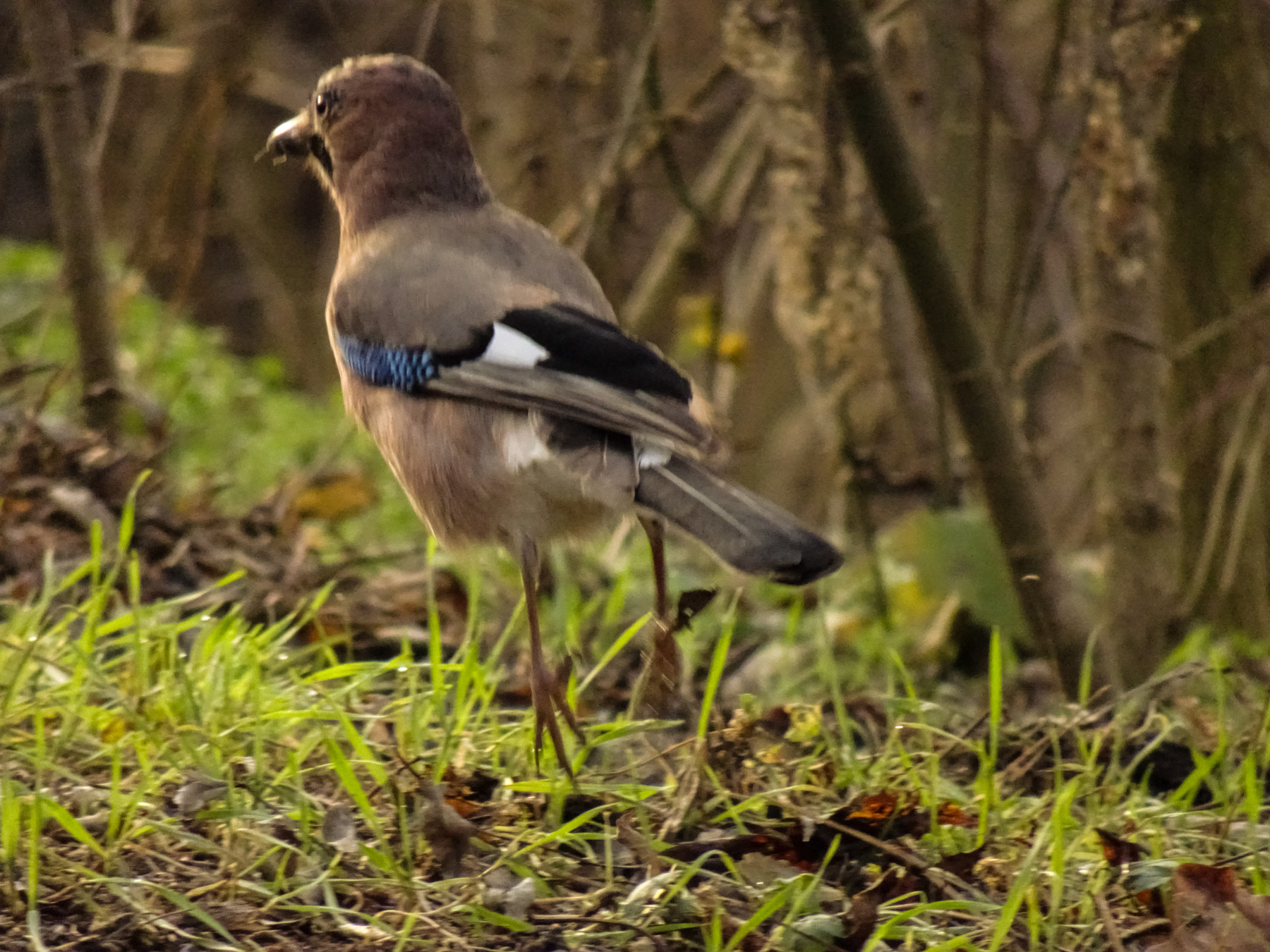 ArtStation - Birds Reference Pack | Resources