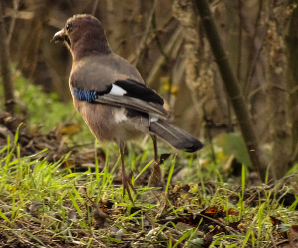 ArtStation - Birds Reference Pack | Resources