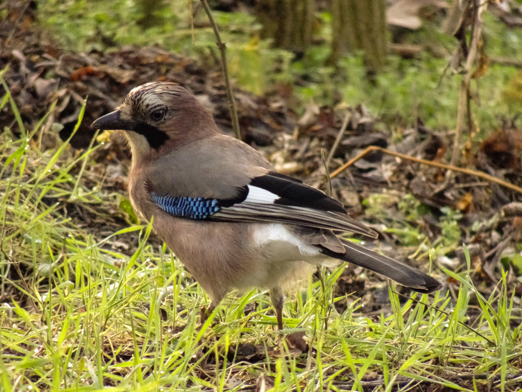 ArtStation - Birds Reference Pack | Resources