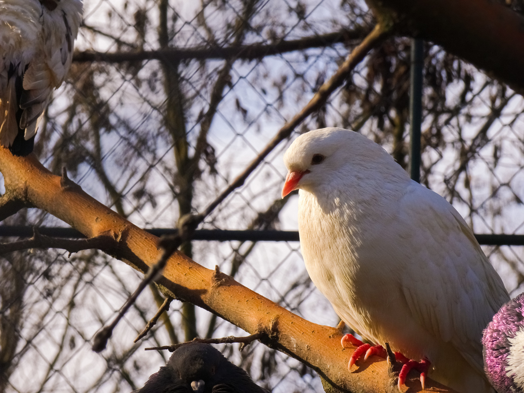 ArtStation - Birds Reference Pack | Resources