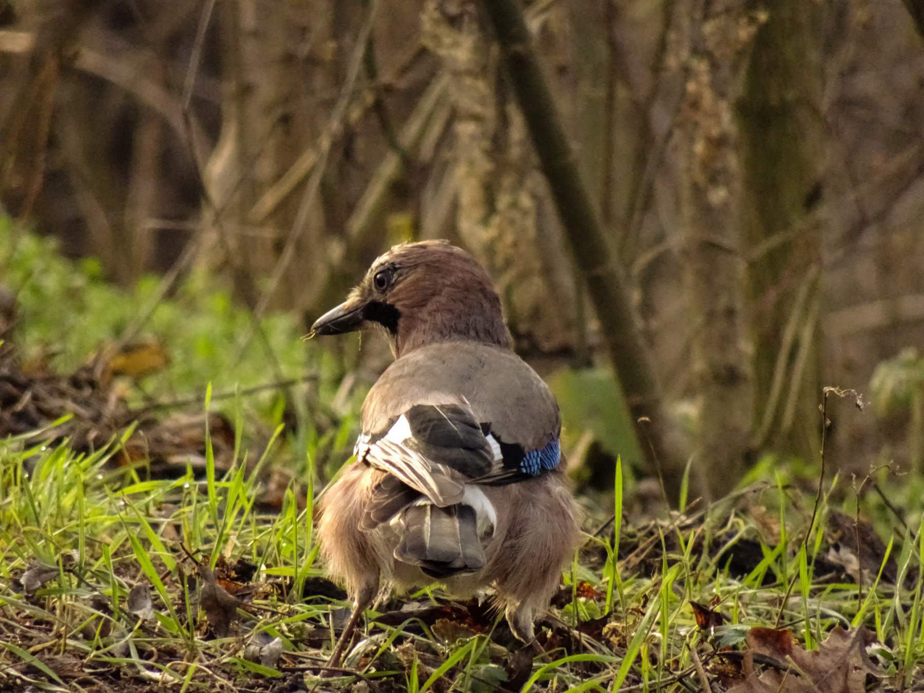 ArtStation - Birds Reference Pack | Resources