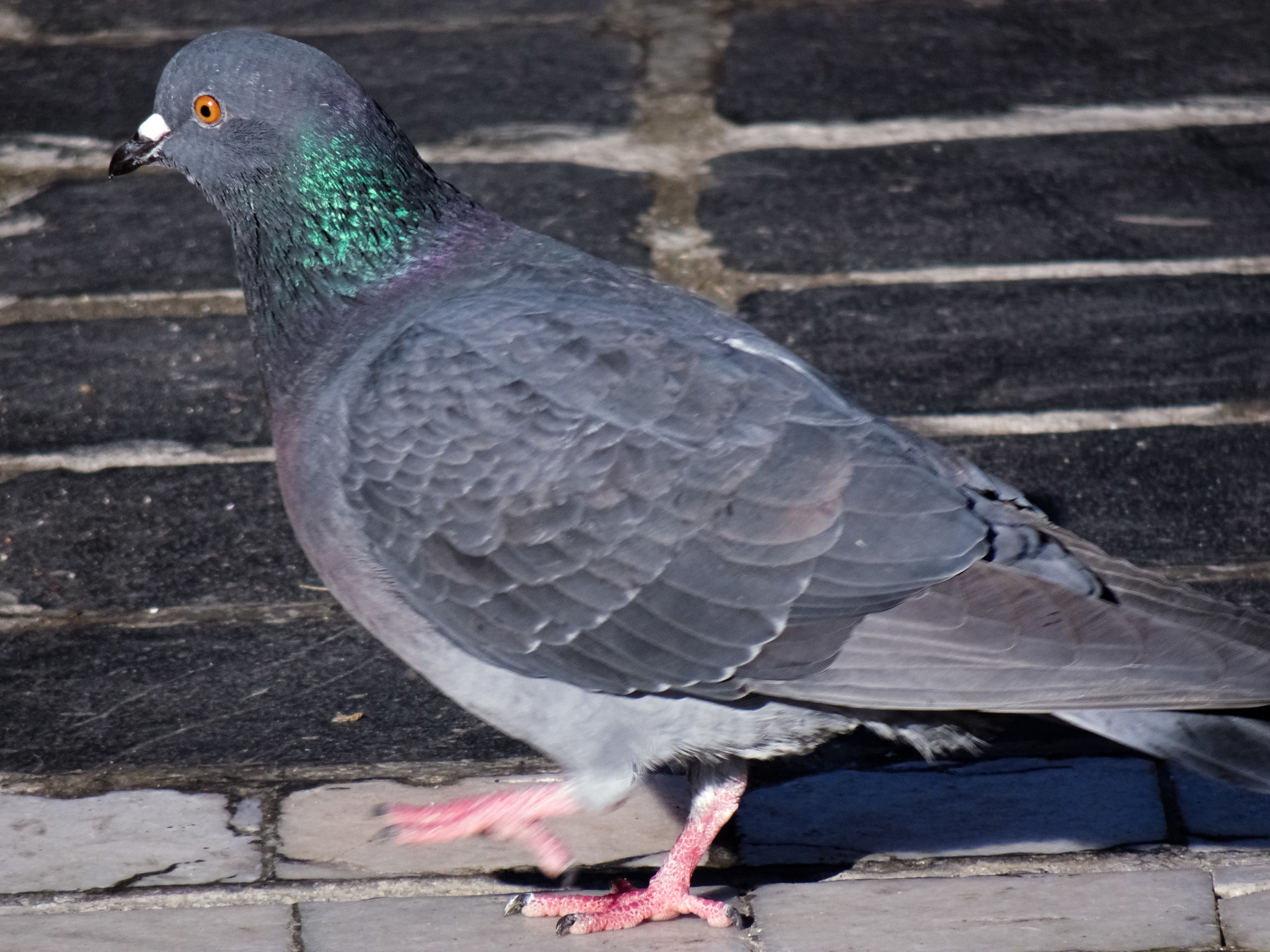 ArtStation - Birds Reference Pack | Resources