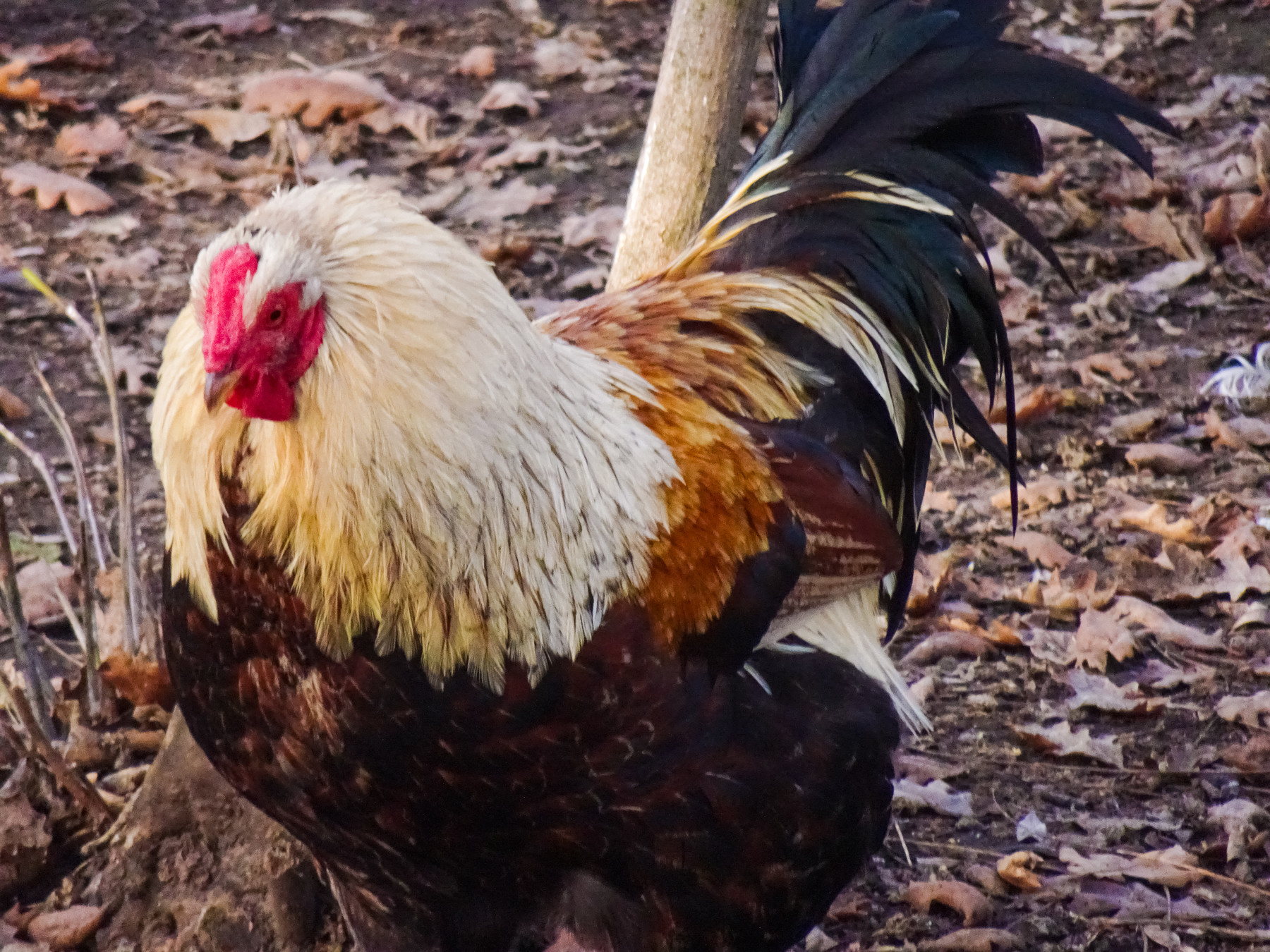 ArtStation - Birds Reference Pack | Resources