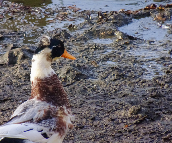ArtStation - Birds Reference Pack | Resources