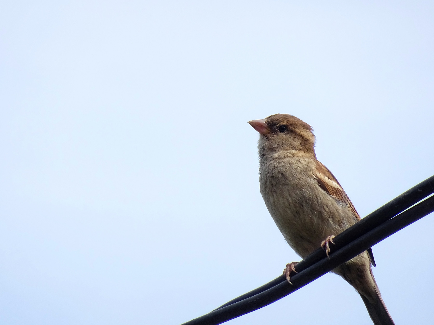 ArtStation - Birds Reference Pack | Resources