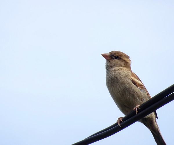 ArtStation - Birds Reference Pack | Resources