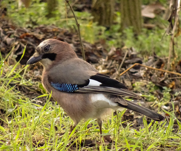 ArtStation - Birds Reference Pack | Resources