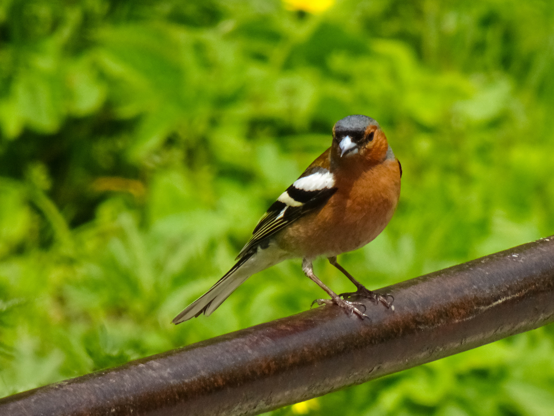 ArtStation - Birds Reference Pack | Resources