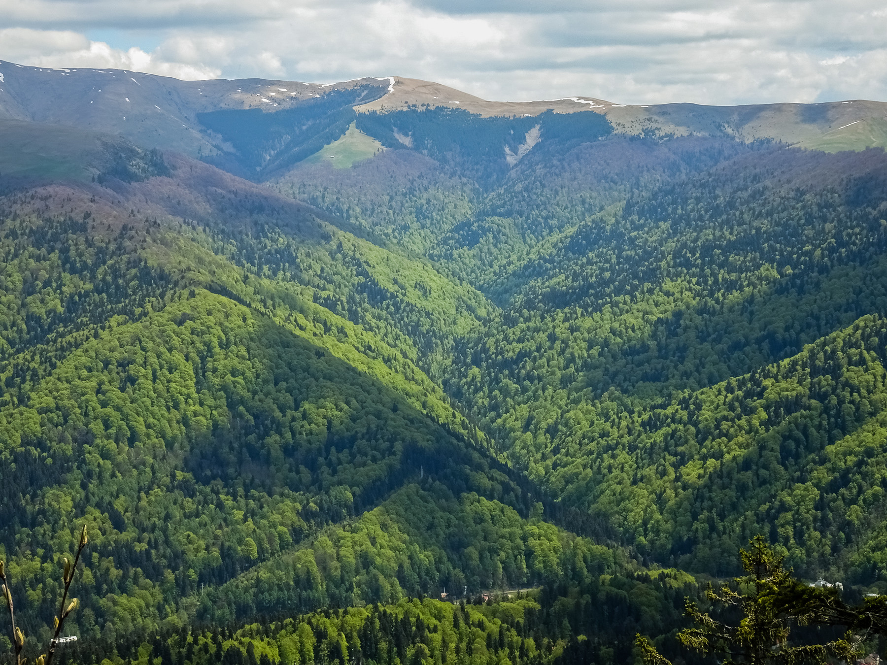 ArtStation - Nature Reference Pack | Resources