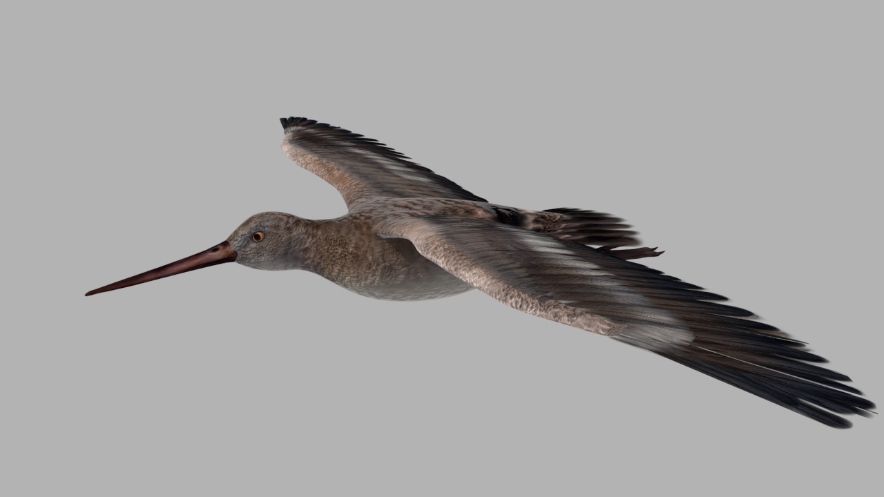 ArtStation - Snipe Bird Rig | Resources