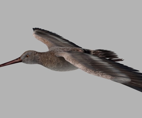 ArtStation - Snipe Bird Rig | Resources