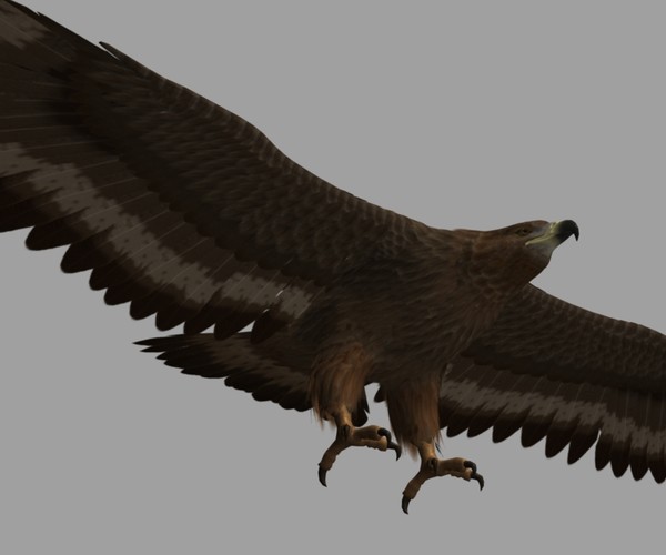 ArtStation - Eagle Rig | Resources