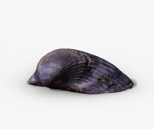 ArtStation - Photorealistic Seashells Collection - Scanned PBR | Resources