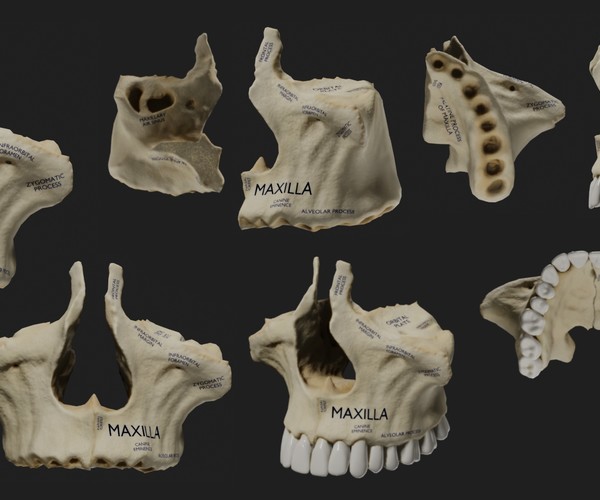 ArtStation - PBR male skull model | Resources