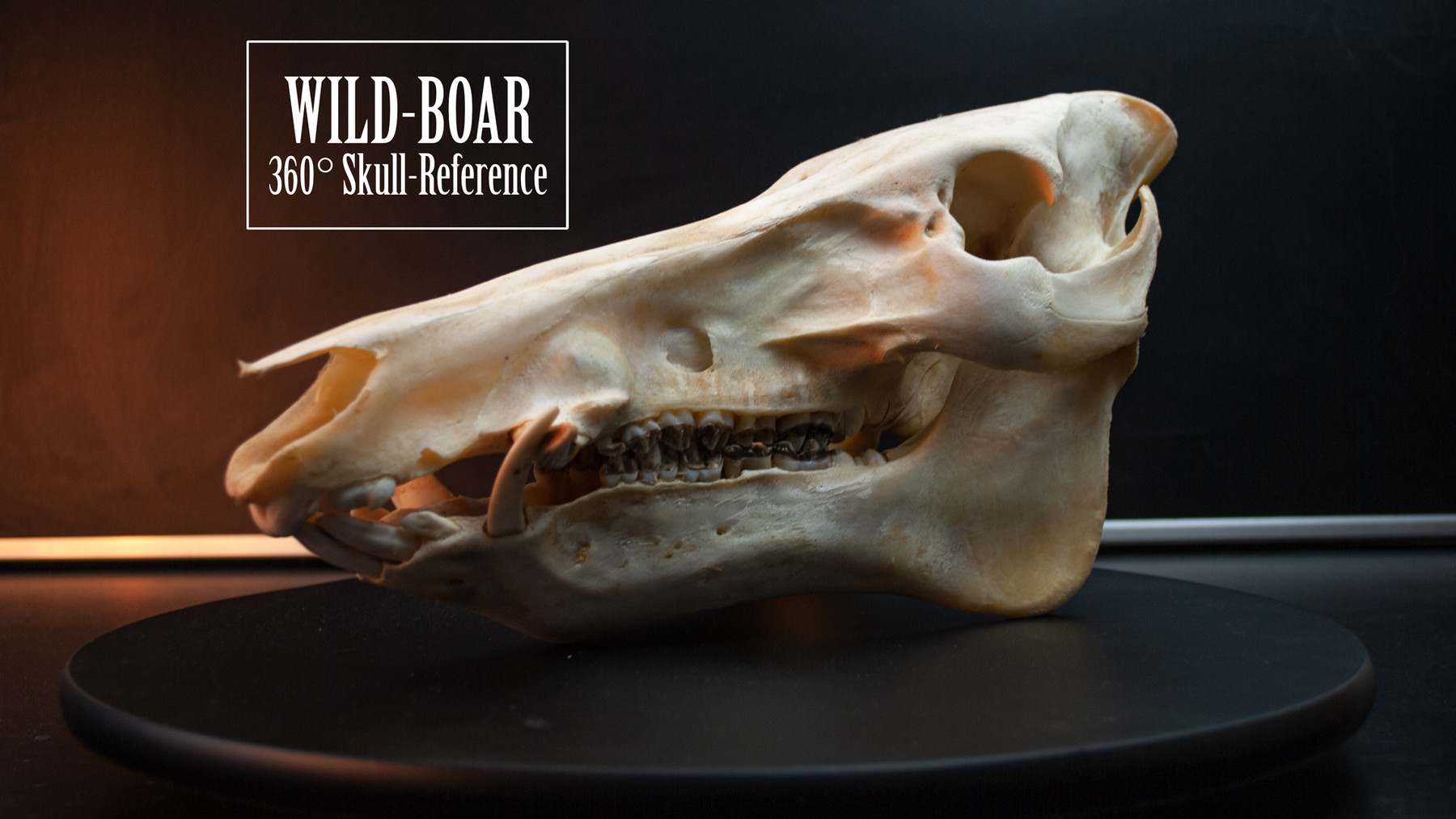 Wild Boar Skull