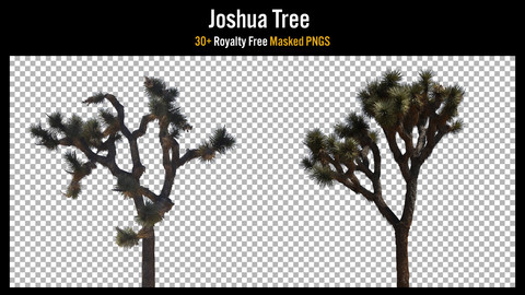 ArtStation - 30+ Masked PNGS - Joshua Tree | Resources