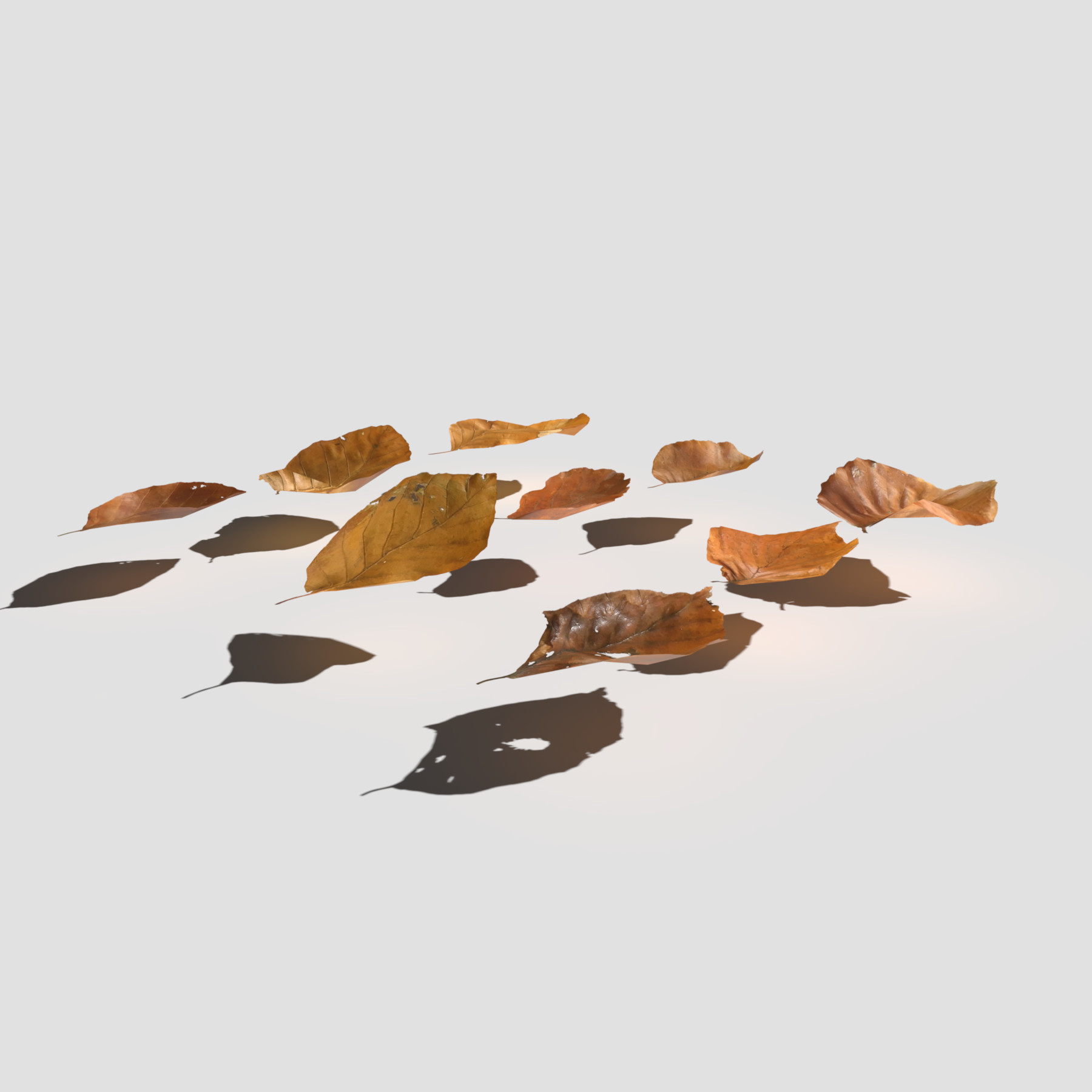 ArtStation - Dry Beech Leaves Pack | Resources