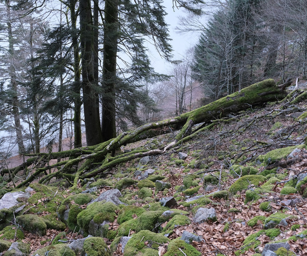 ArtStation - Forest Exploration Part II | Resources