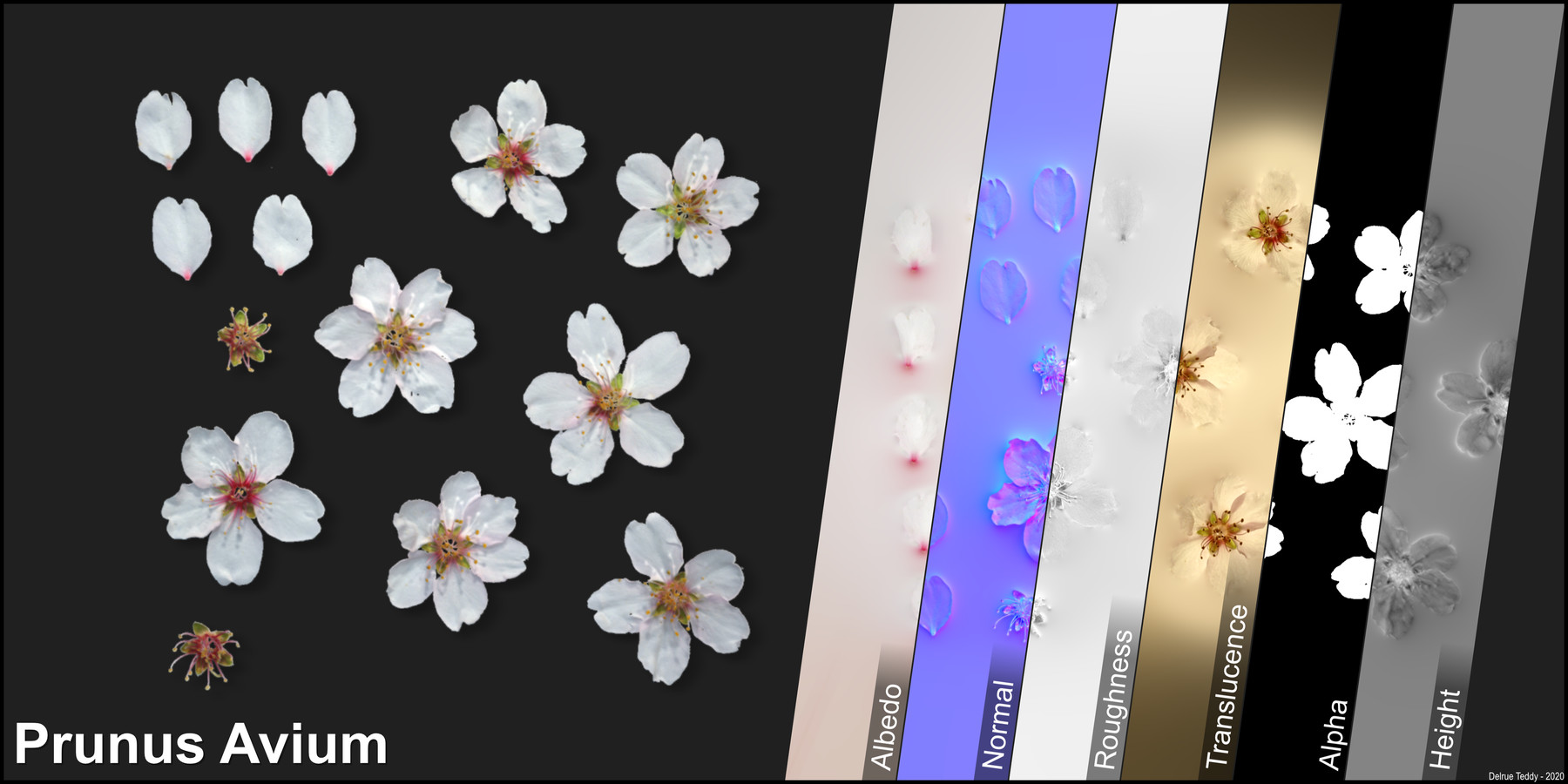 ArtStation - Photometric Scan Vegetation - Prunus Avium - Flowers 1 ...