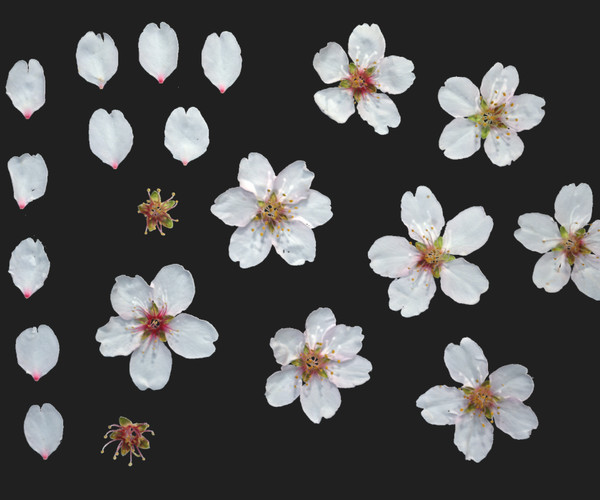 ArtStation - Photometric Scan Vegetation - Prunus Avium - Flowers 1 ...