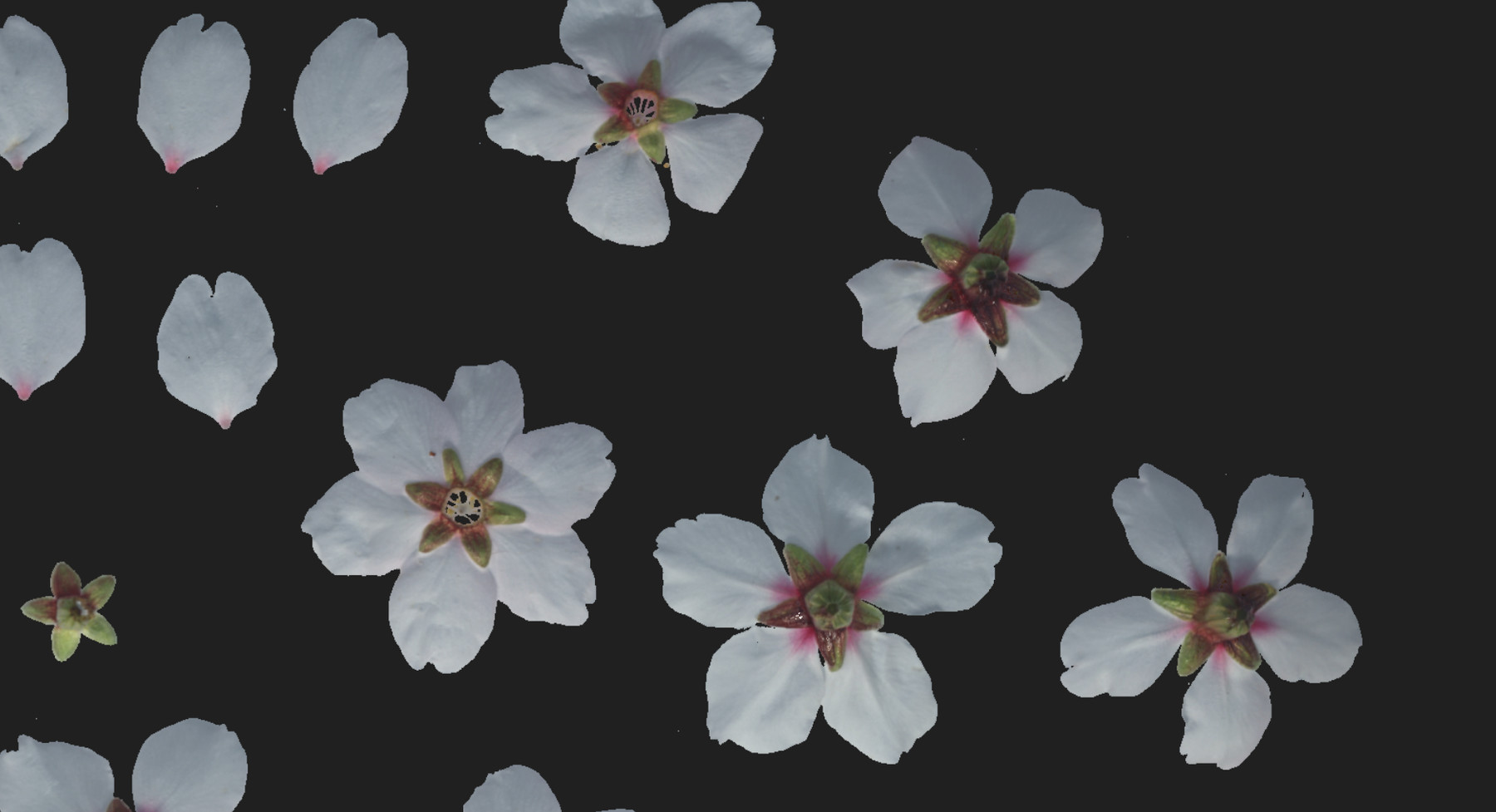 ArtStation - Photometric Scan Vegetation - Prunus Avium - Flowers 1 ...