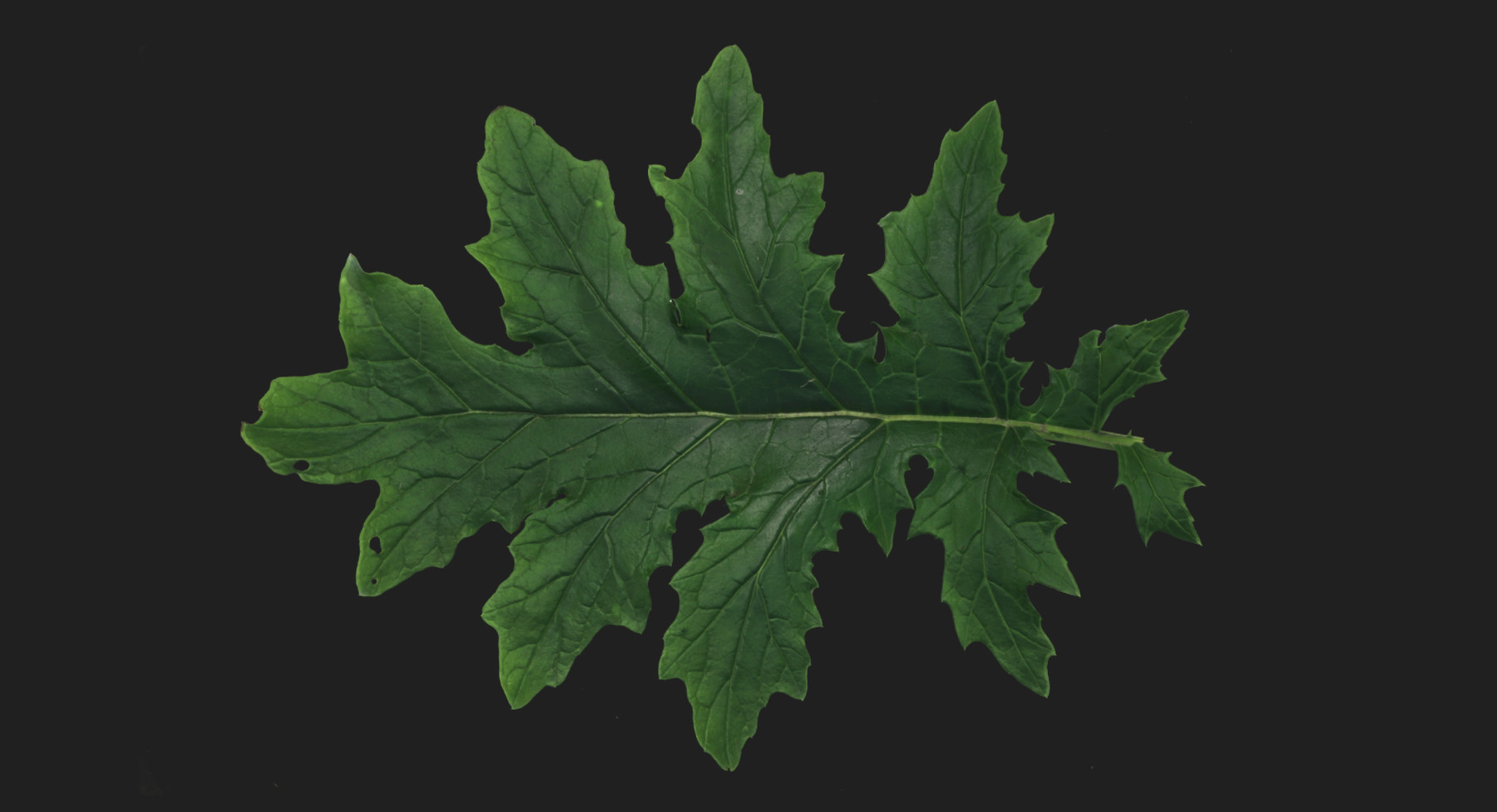 ArtStation - Photometric Scan Vegetation - Acanthus - Leaf 1 | Game Assets