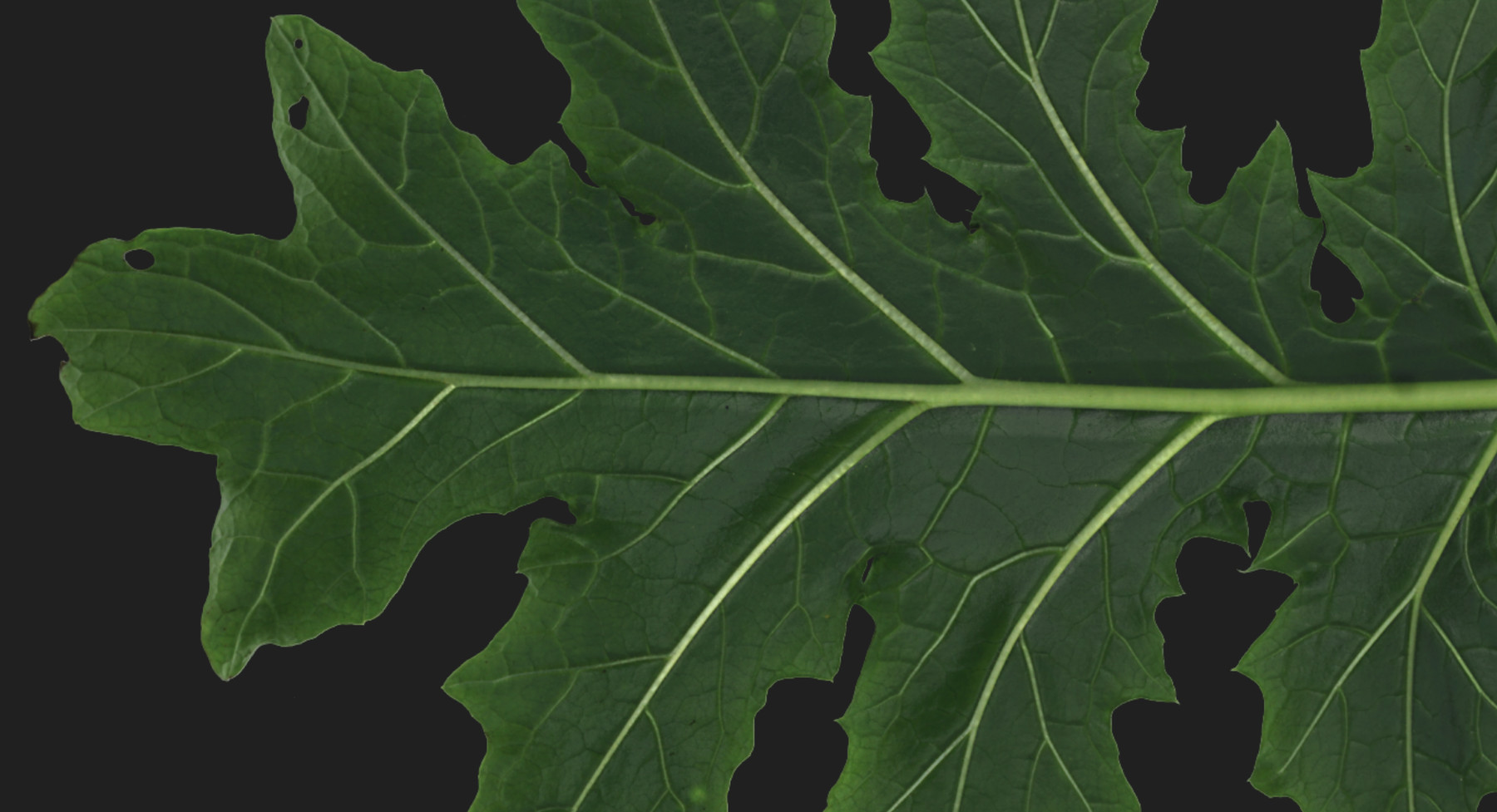 ArtStation - Photometric Scan Vegetation - Acanthus - Leaf 1 | Game Assets