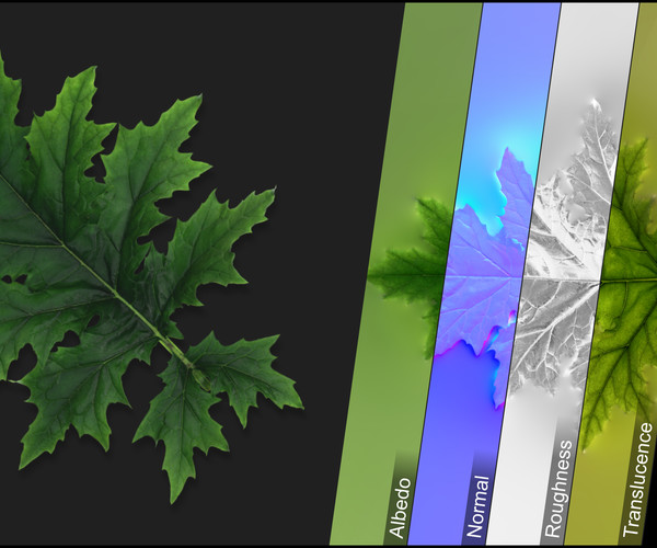 ArtStation - Photometric Scan Vegetation - Acanthus - Leaf 2 | Game Assets