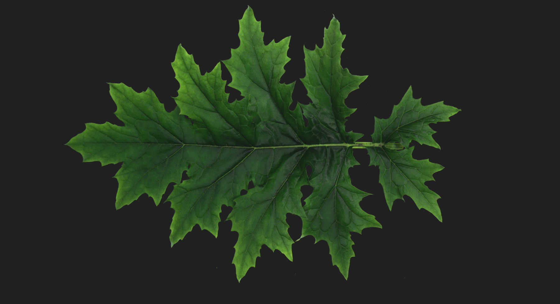 ArtStation - Photometric Scan Vegetation - Acanthus - Leaf 2 | Game Assets